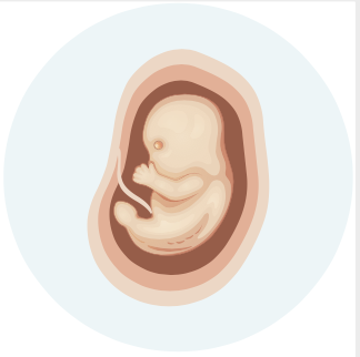 Die 13. Schwangerschaftswoche - Das 2. Trimester beginnt